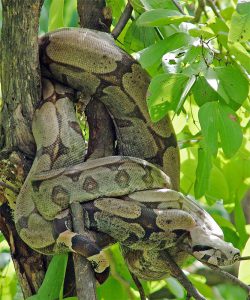 Jibóia Constritora: Características, Nome Cientifico, Habitat e Fotos ...
