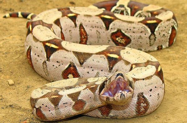 Jibóia Constritora: Características, Nome Cientifico, Habitat e Fotos ...