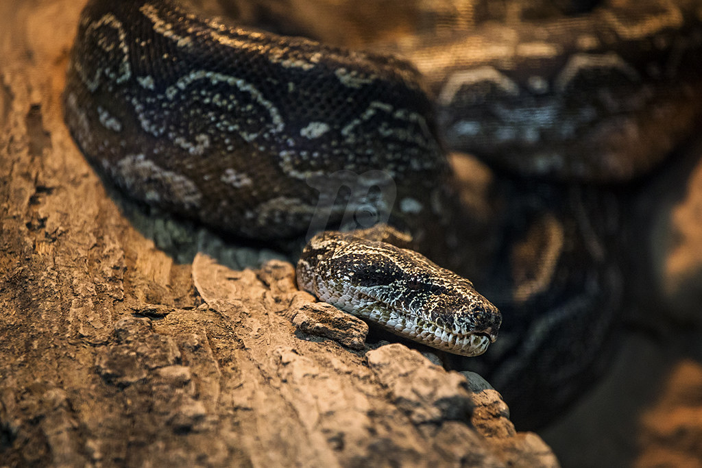 Cobra Jibóia Argentina: Curiosidades, Nome Científico e Imagens | Mundo ...