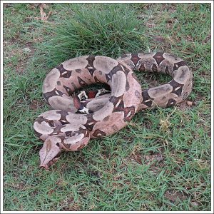 Jibóia Constritora: Características, Nome Cientifico, Habitat e Fotos ...