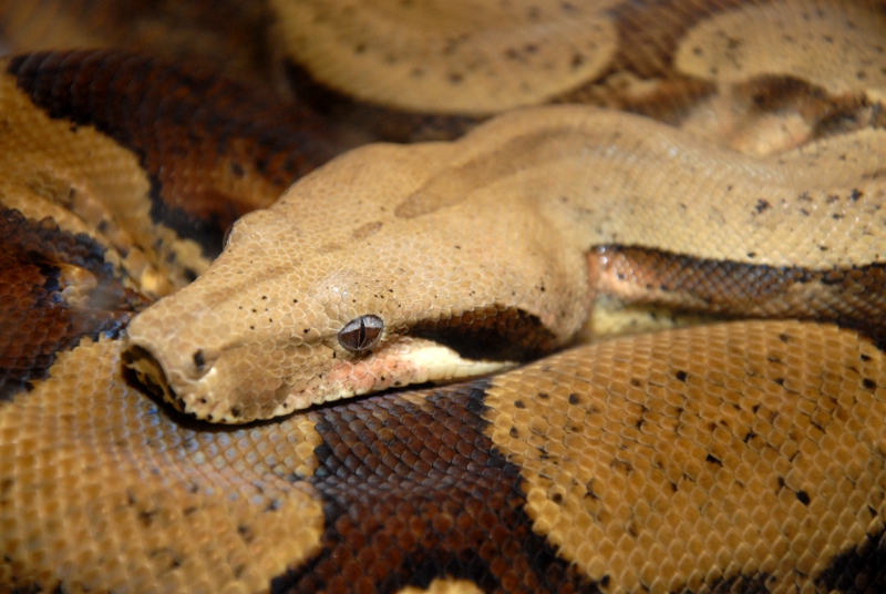 Como Saber a Idade de Uma Jiboia? Dicas de Como Descobrir? – Mundo Ecologia