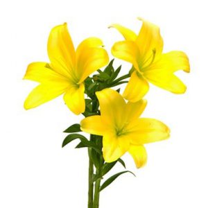 Lírio Amarelo: Características, Significado, Espécies E Fotos | Mundo ...