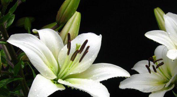Para Que Serve a Flor De Lírio? Qual a Sua Utilidade? | Mundo Ecologia