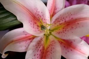 Lírio Stargazer: Características, Significado, Espécies e Fotos | Mundo ...