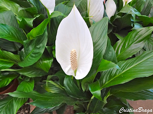 Adubação do Lírio da Paz: Como fazer? Onde Colocar? Como Regar? | Mundo ...