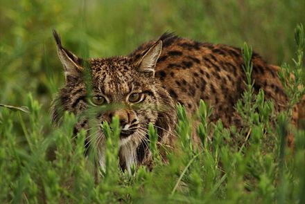 Curiosidades do Lince e Fatos Interessantes – Mundo Ecologia