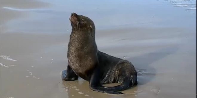 Tudo Sobre o Lobo Marinho: Características, Nome Científico e Fotos ...