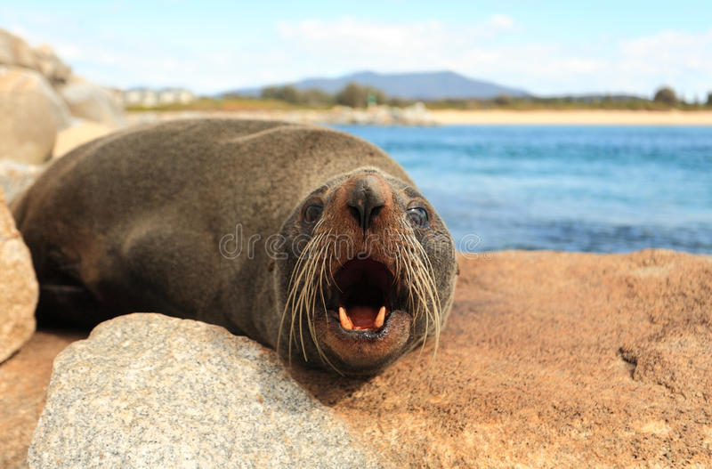 Lobo Marinho Australiano Caracter sticas Nome Cient fico E Fotos