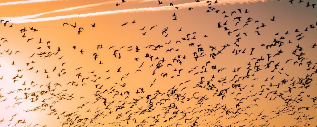 Cisne Voa? Qual Altura Ele Alcança? – Mundo Ecologia