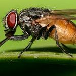 Mosca: Reino, Filo, Classe, Ordem, Família, Gênero e Especie – Mundo ...