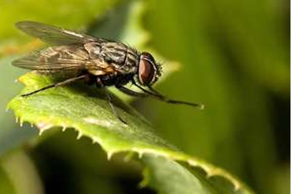 Mosca: Reino, Filo, Classe, Ordem, Família, Gênero e Especie – Mundo ...