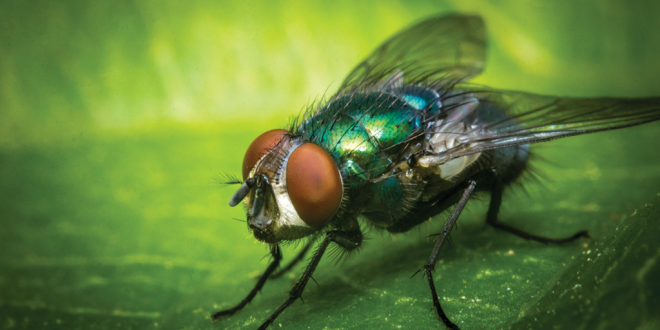 Mosca: Reino, Filo, Classe, Ordem, Família, Gênero e Especie | Mundo ...