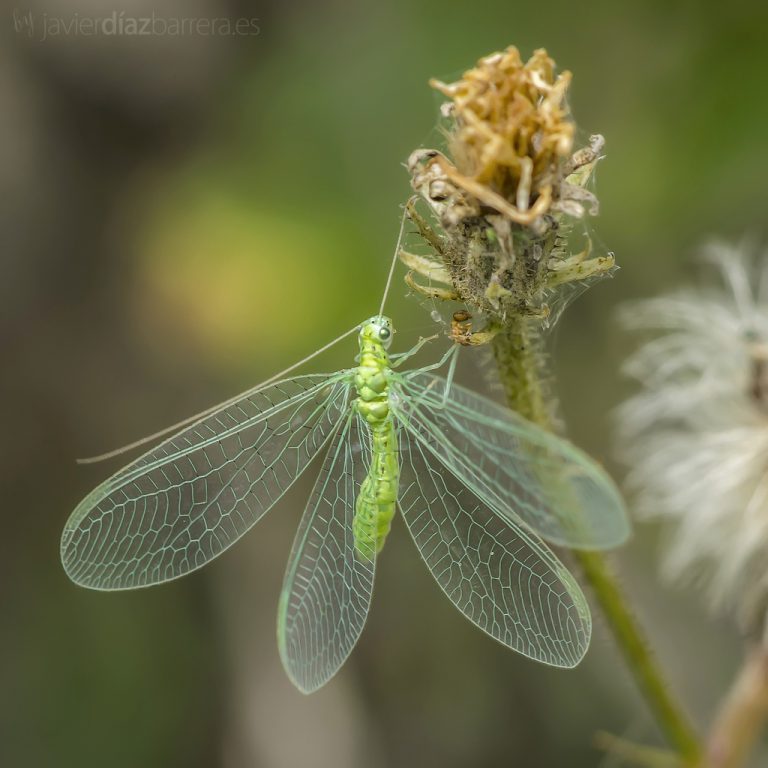 Mosca Crisopas: Características, Como Evitar, Habitat e Fotos | Mundo ...