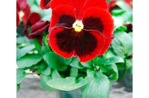 Flor Amor Perfeito: Como Plantar, Cuidar, Fazer Muda e Regar | Mundo ...