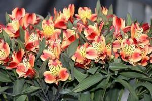 Flor Astromelia Azul Natural: Características, Nome Científico e Fotos ...