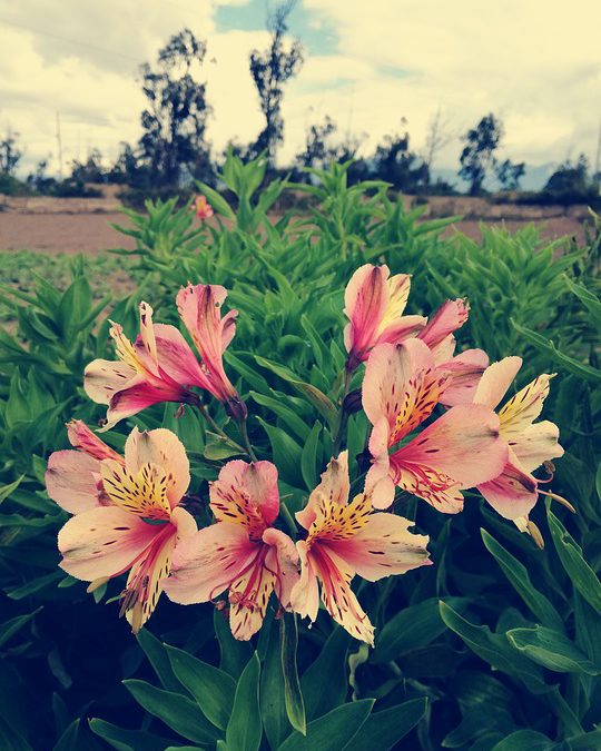 Flor Astromelia Azul Natural: Características, Nome Científico e Fotos ...