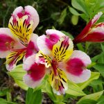 Flor Astromelia Azul Natural: Características, Nome Científico e Fotos ...