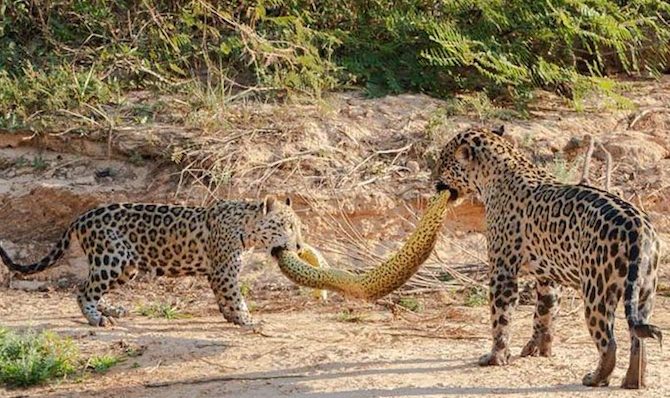 Habitat da Onça: Onde Elas Vivem? – Mundo Ecologia