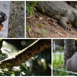 Habitat do Jacaré: Onde Eles Vivem no Brasil e no Mundo? – Mundo Ecologia