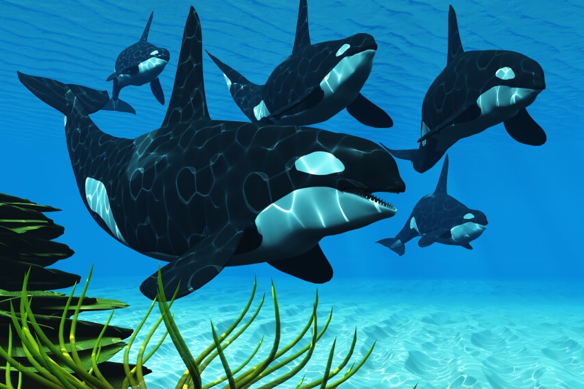 É Verdade que a Orca é um Golfinho? Quais as Suas Diferenças? – Mundo ...