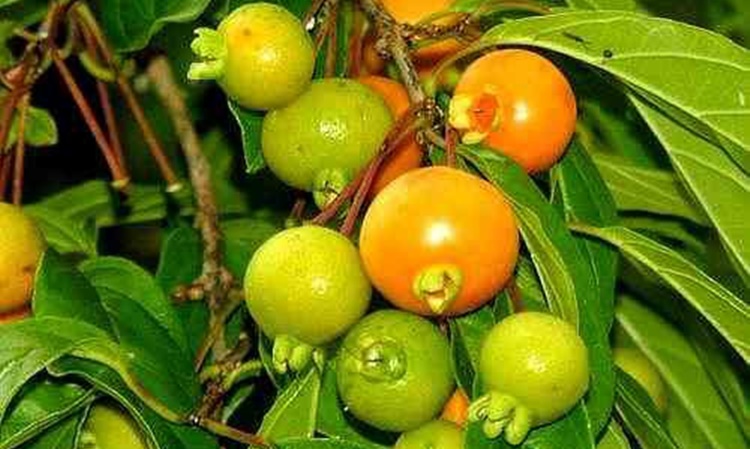 Gabiroba Para Diabetes, Emagrecer, Câncer, Suco E Fruta – Mundo Ecologia