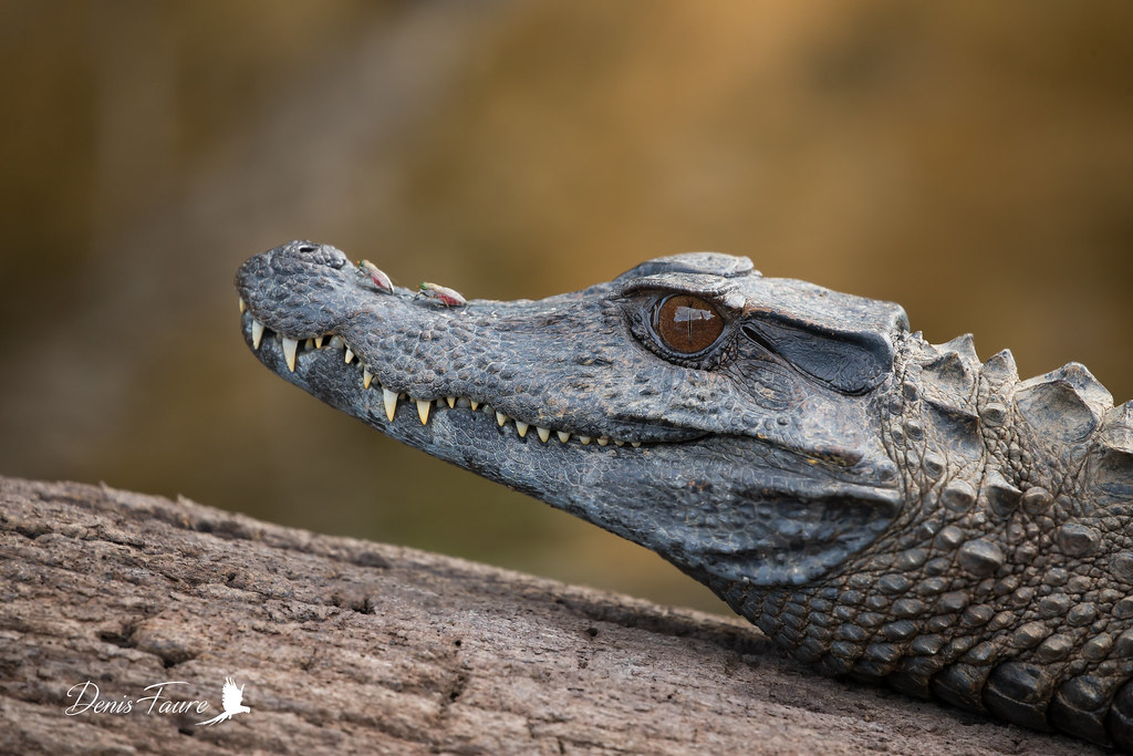 Tudo Sobre Jacaré: Características, Nome Cientifico e Fotos – Mundo ...