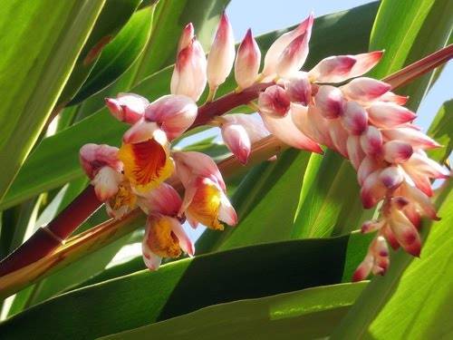 Alpinia Zerumbet Óleo Essencial de Colônia: Para Que Serve? | Mundo ...