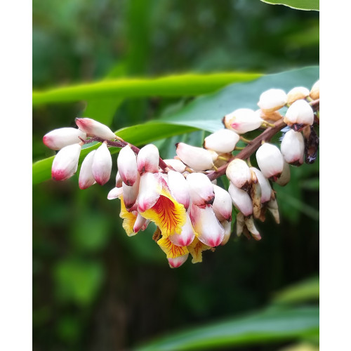 Alpinia Zerumbet Óleo Essencial de Colônia: Para Que Serve? | Mundo ...