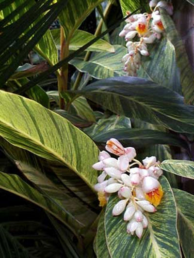 Alpinia Zerumbet Óleo Essencial de Colônia: Para Que Serve? | Mundo ...
