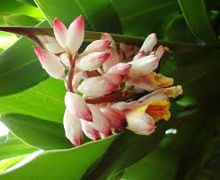 Alpinia Zerumbet Óleo Essencial de Colônia: Para Que Serve? | Mundo ...