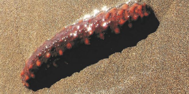 Pepino-do-Mar, Curiosidades e Fatos Interessantes | Mundo Ecologia