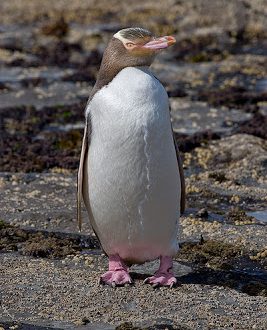 Pinguim Waitaha: Características, Nome Científico e Fotos | Mundo Ecologia