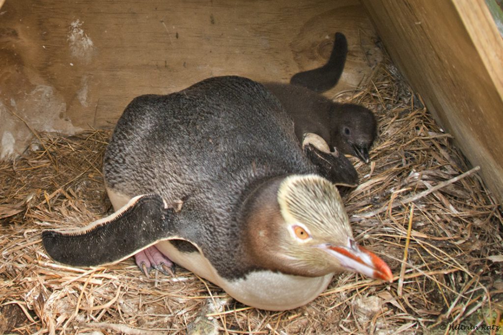 Pinguim Waitaha: Características, Nome Científico e Fotos | Mundo Ecologia