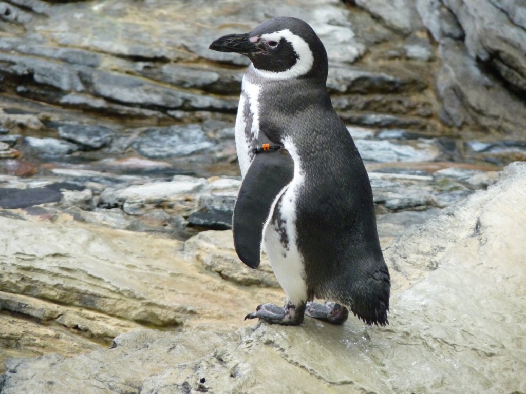 Pinguim de Magalhães: Características, Nome Científico e Fotos | Mundo ...