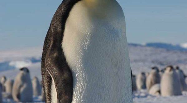 Reprodução de Pinguins: Filhotes e Período de Gestação | Mundo Ecologia