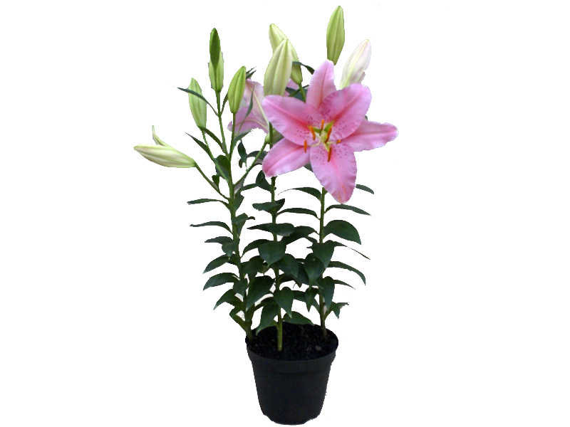 Como Plantar, Podar e Cultivar um Lírio? | Mundo Ecologia