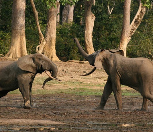 Qual a Cor e Origem do Marfim? – Mundo Ecologia