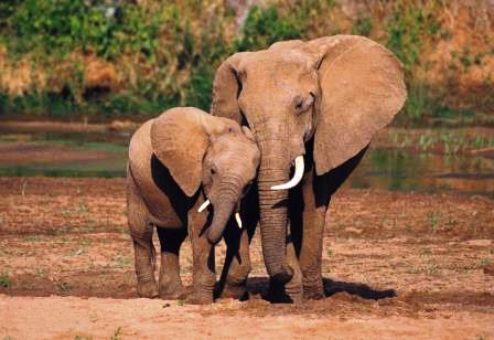 Qual a Cor e Origem do Marfim? – Mundo Ecologia