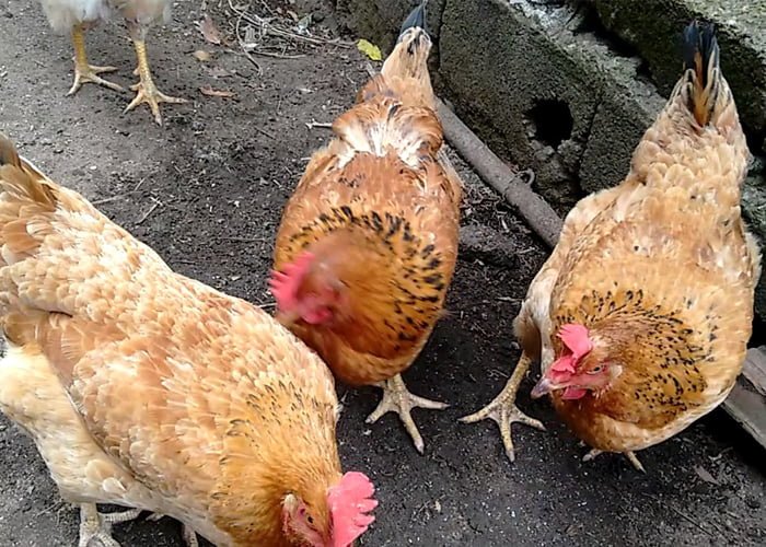 Que são Galinhas Matrizes? Para que Elas Servem? | Mundo Ecologia