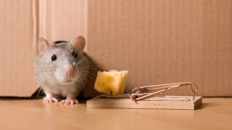 Comer Comida Que Rato Passou: Qual O Risco De Pegar Doença? | Mundo ...