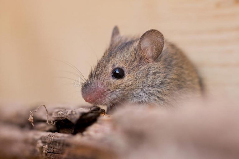 Rato do Campo: Características, Tamanho, Nome Científico e Fotos ...