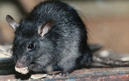Rato Preto: Curiosidades, Habitat, Nome Cientifico E Imagens | Mundo ...