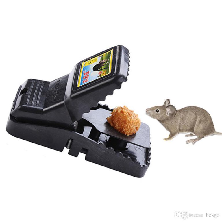 O Que Colocar na Ratoeira Para Atrair o Rato? Como Preparar? | Mundo ...