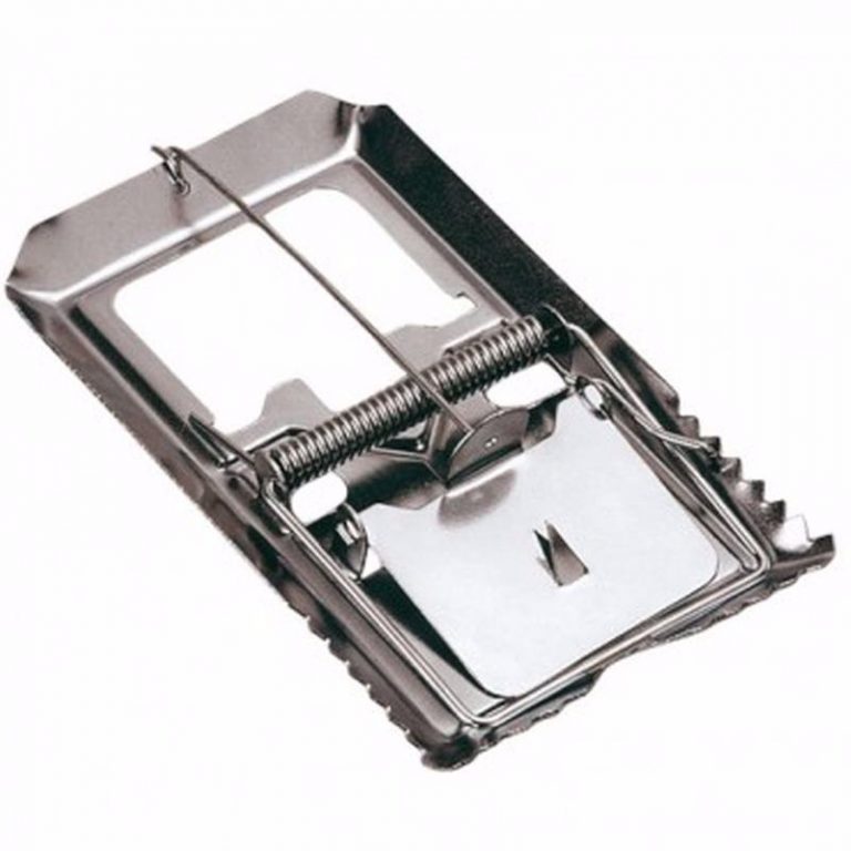 O Que Colocar na Ratoeira Para Atrair o Rato? Como Preparar? | Mundo ...