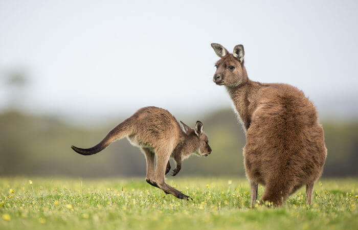 Canguru Macropus Fuliginosus: Características, Hábitos e Fotos | Mundo ...