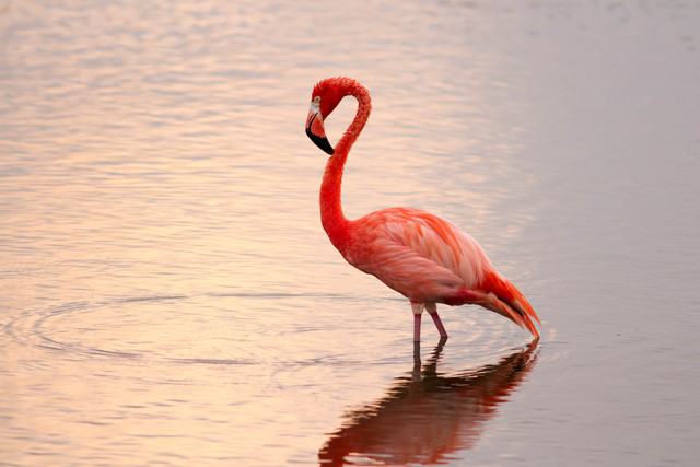 Flamingo Pequeno: Características, Nome Cientifico e Fotos | Mundo Ecologia