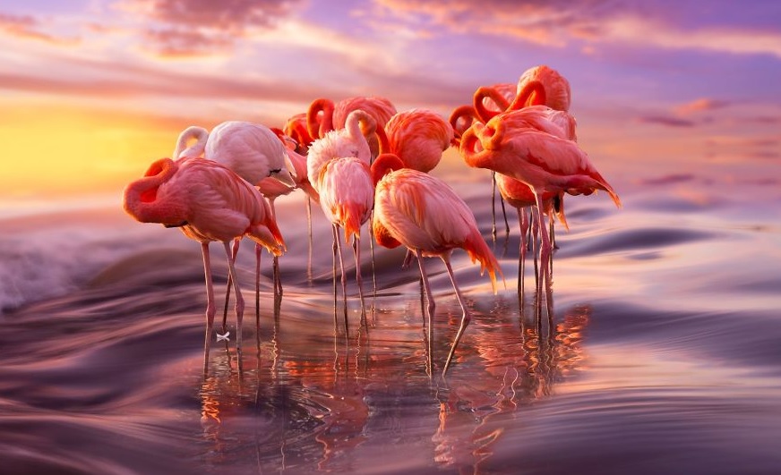 Flamingo Pequeno: Características, Nome Cientifico e Fotos | Mundo Ecologia