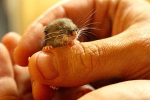Rato do Campo: Características, Tamanho, Nome Científico e Fotos ...