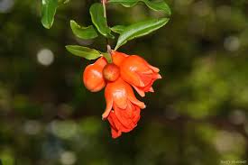 Flor da Romã ou Româzeira: Caracteristicas Botanicas e Fotos – Mundo ...