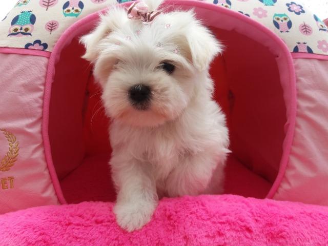 Maltês Mini: Tamanho, Filhotes, Preço, Onde Encontrar E Fotos | Mundo ...